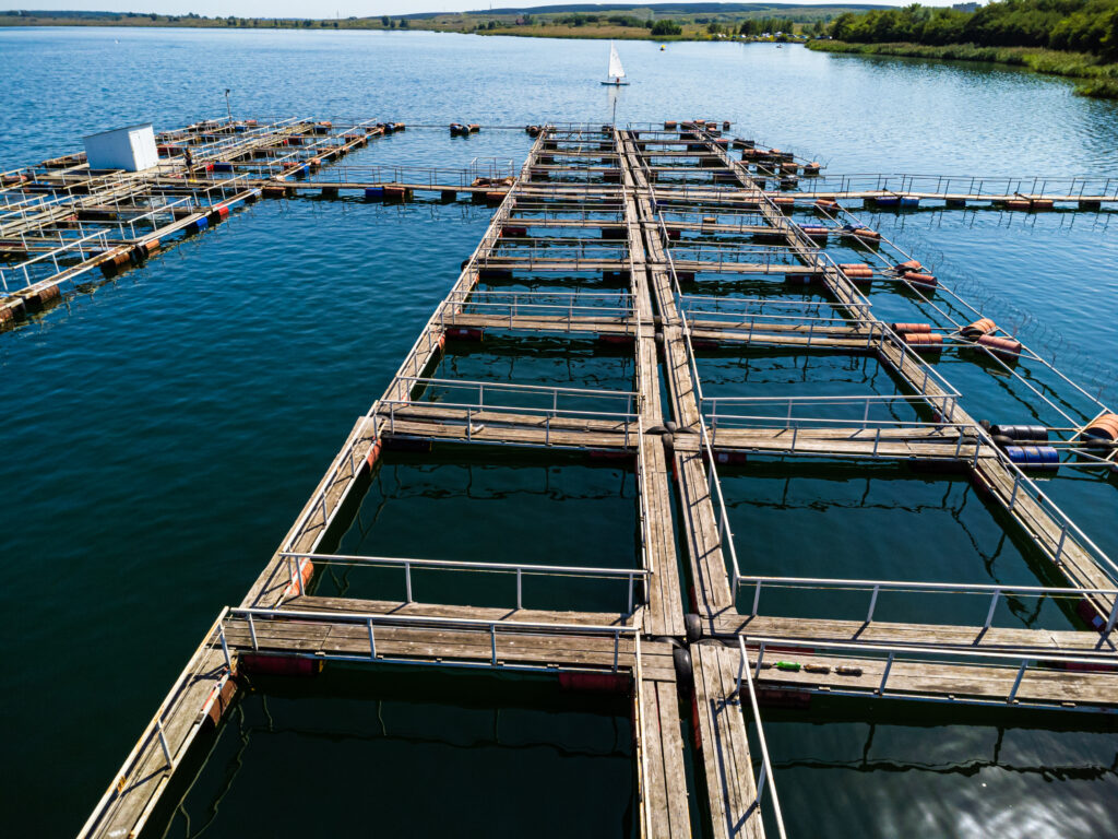 AI solutions for aquaculture biomass monitoring